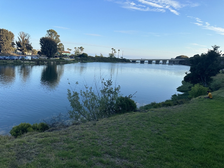 Rebelution Tree Design