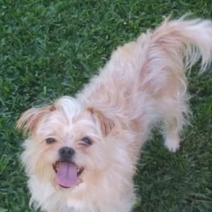 Solya Concerts & Live Tour Dates: 2025-2026 Tickets | Bandsintown