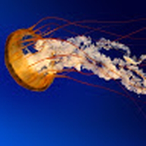 AJ Lee & Blue Summit Denver Ingressos , Globe Hall 20 de fevereiro de ...